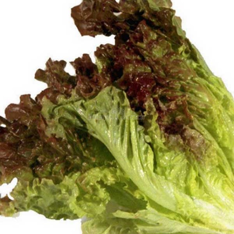 Buy Lettuce Ivonina Batavia Vegetable Seeds Online at Plants Bazar