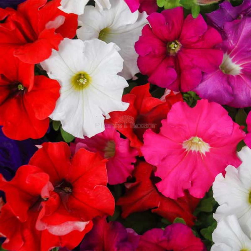 Buy Petunia Glorious Double Mixed Flowering Seeds Online at Plants Bazar