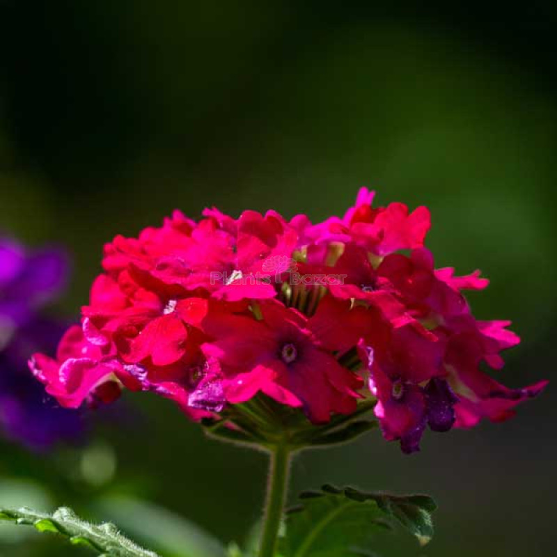Buy Phlox Beauty Red Flowering Seeds Online at Plants Bazar