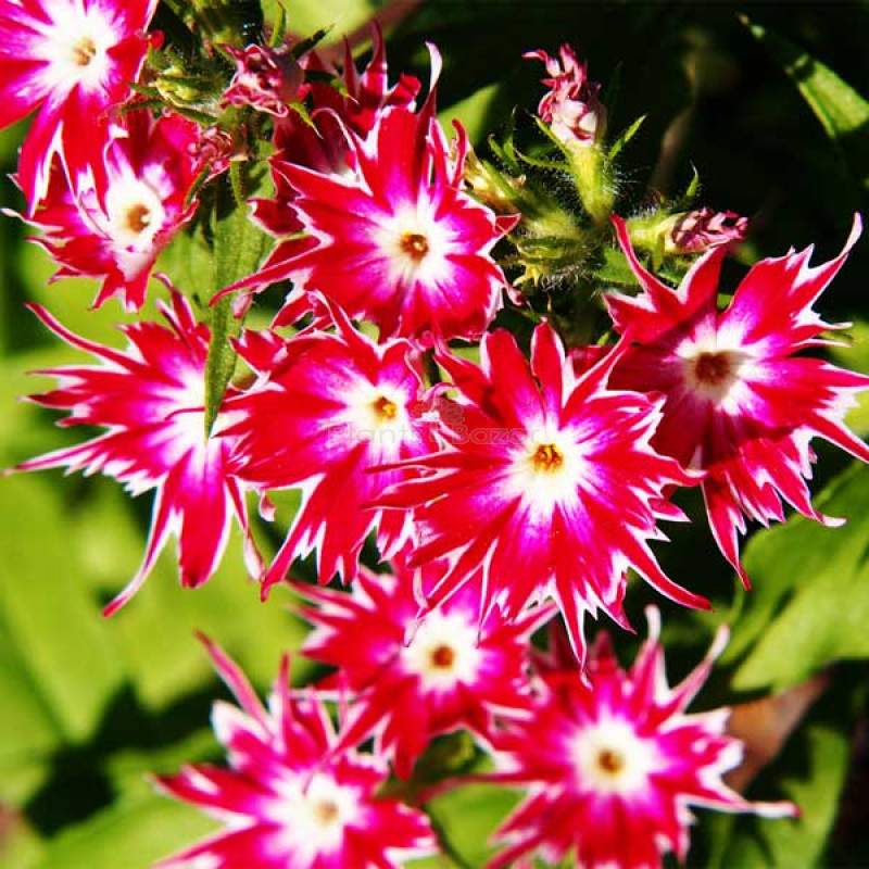 Buy Phlox Twinkle Star Mixed Color Flowering Seeds Online at Plants Bazar