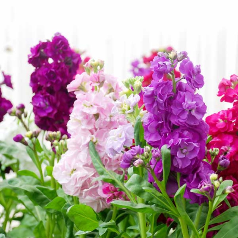 Buy Stock Matthiola Incana Double Mixed Color Flowering Seeds Online at ...