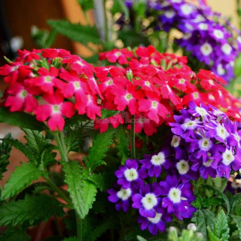 Buy Verbena Quartz Mixed Color Flowering Seeds Online at Plants Bazar