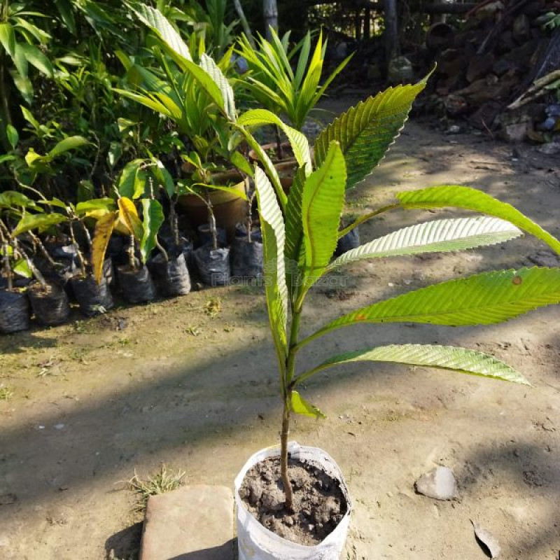 All Time Chalta / Elephant Apple Plant
