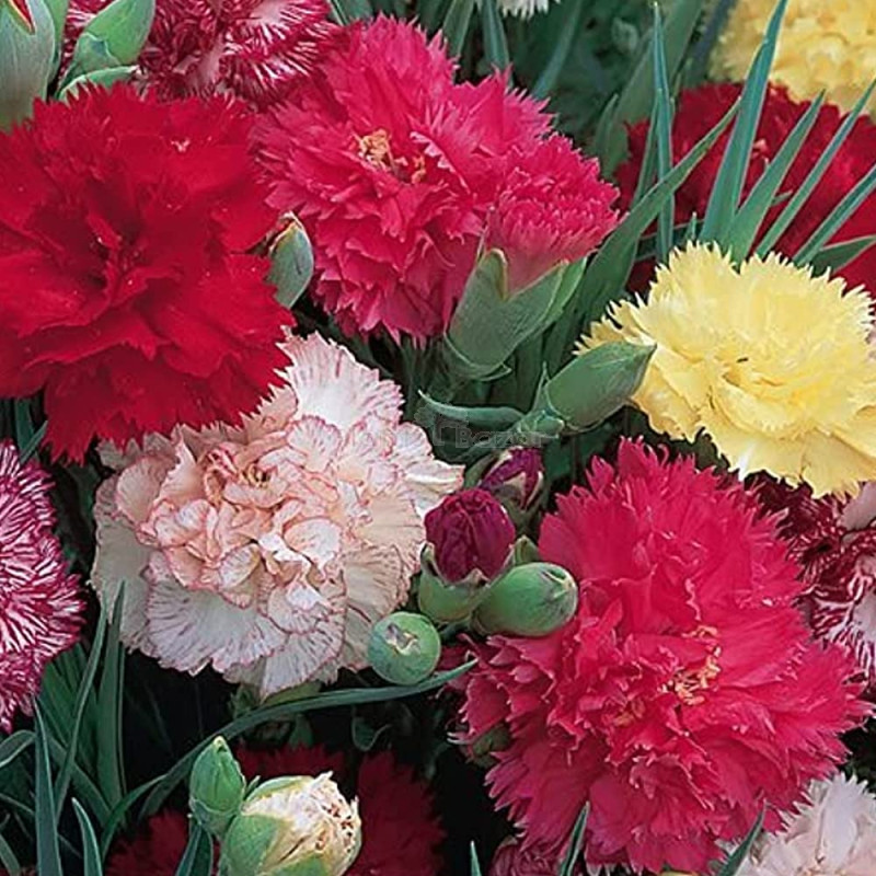 Buy Carnation mixed Flowering Seeds Online at Plants Bazar
