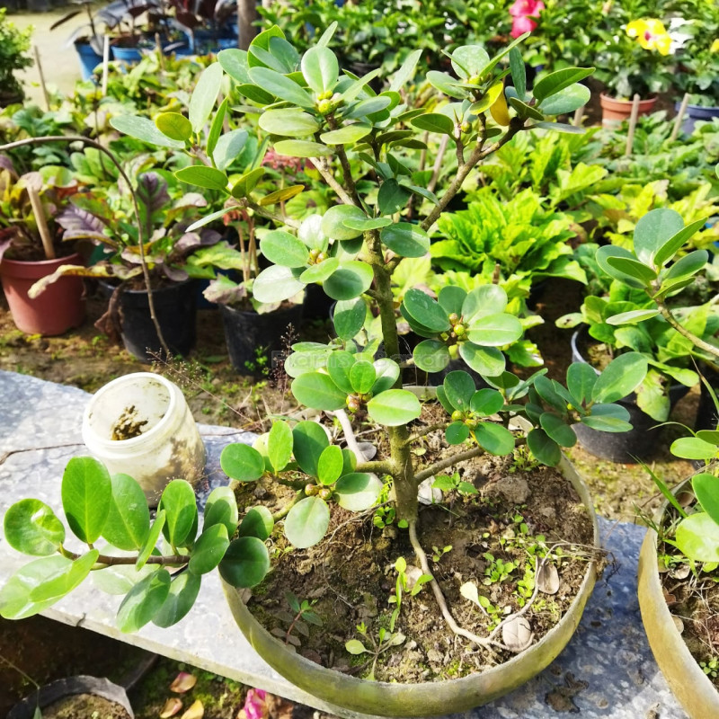 Buy Chinna Bot Fruit Plant Online at Plants Bazar. Order Now!