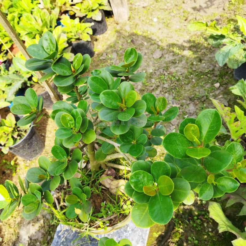 Buy Chinna Bot Fruit Plant Online at Plants Bazar. Order Now!