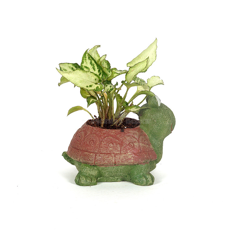 Cute Tortoise Resin Syngonium Pot