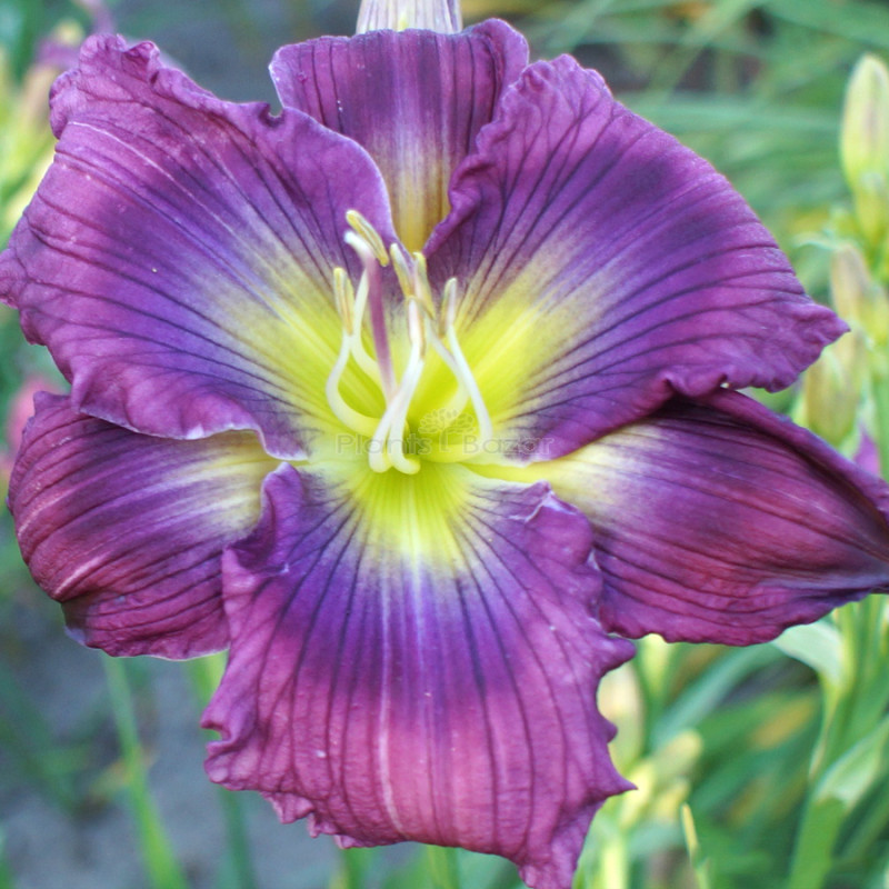 Buy Daylily Red & Yellow Shade Flower Bulbs Online at Plants Bazar