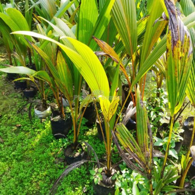 Buy Vietnam Hybrid Coconut Tree Fruit Plant Online at Plants Bazar ...