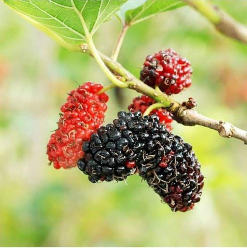 Buy Mall Beriye Fruit Plant Online at Plants Bazar. Order Now!