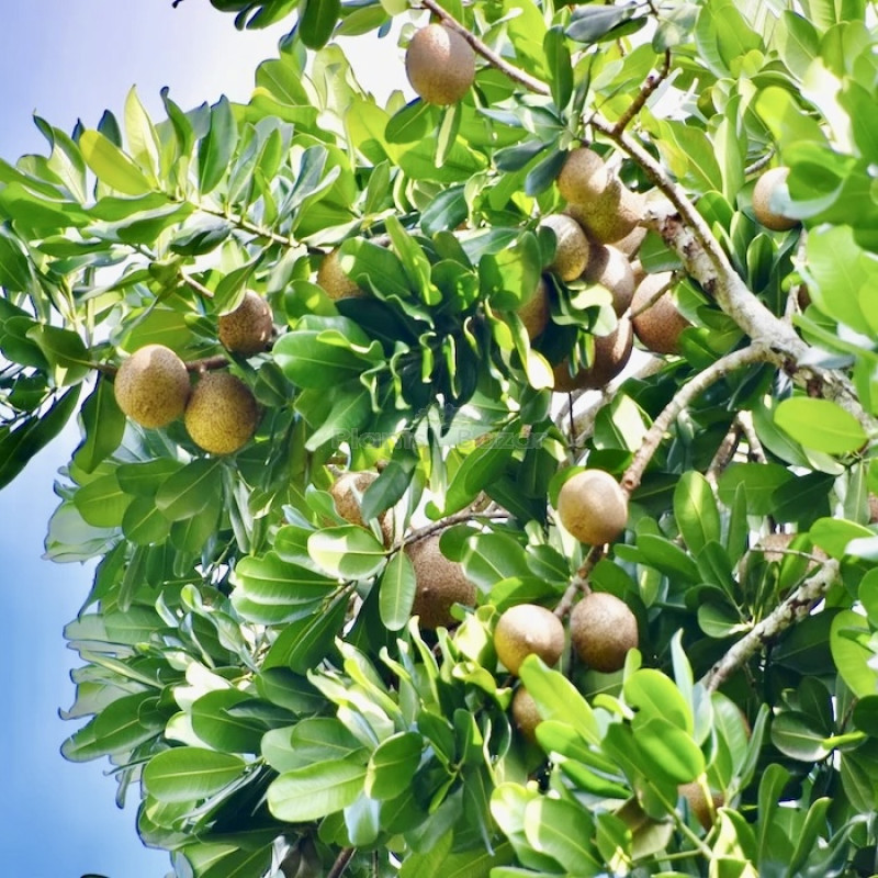 Mammea Americana (Tropical Apricot) Fruit Plant