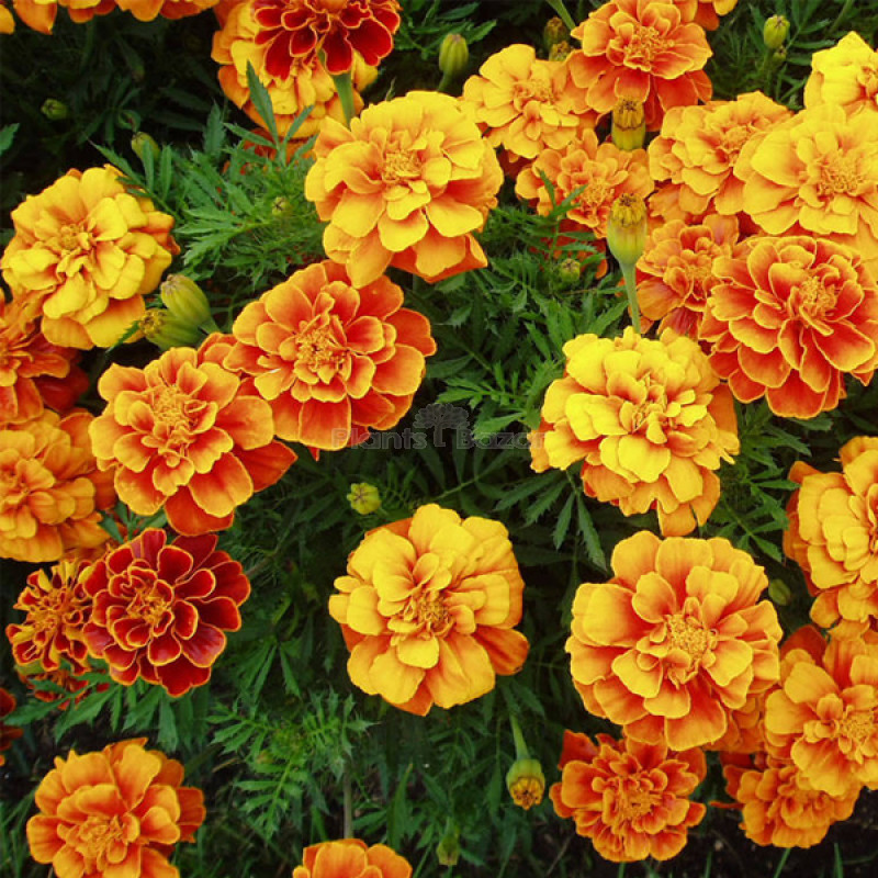 Buy Marigold Gul Jafri Flowering Seeds Online at Plants Bazar