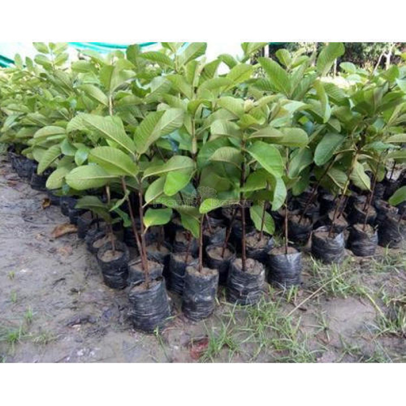 Red Strawberry Guava-(Seedling & Layering Plants)