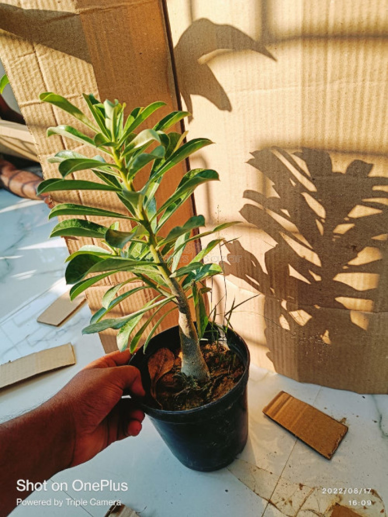 Rose Variety Adenium (Purple & White) Plant