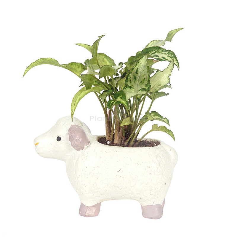 Wonderland Sheep Resin Planter, Pot, Container with Syngonium Plant
