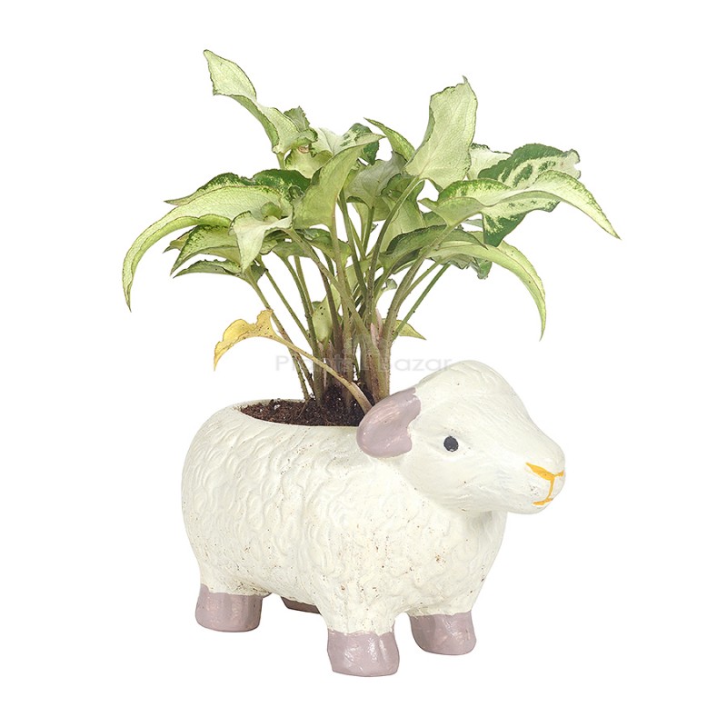 Wonderland Sheep Resin Planter, Pot, Container with Syngonium Plant